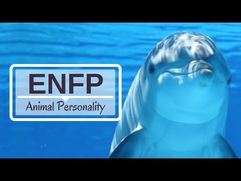 ENFP Animal Personality - Myers Briggs Personality Type