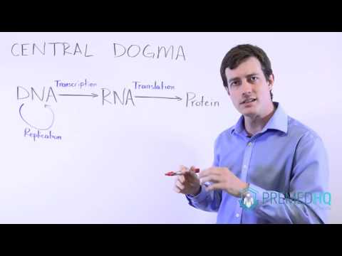 Central Dogma: DNA to RNA to Protein