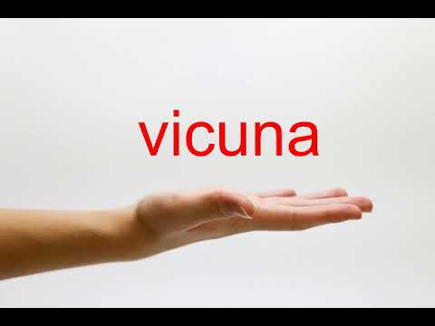 How to Pronounce vicuna - American English