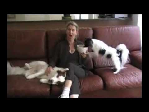 Tampa Dog Training: Courteous Canine, Inc. Tampa, FL: A humorous look at begging.