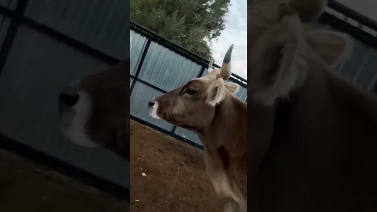 Cow meme template #edit #memetemplate