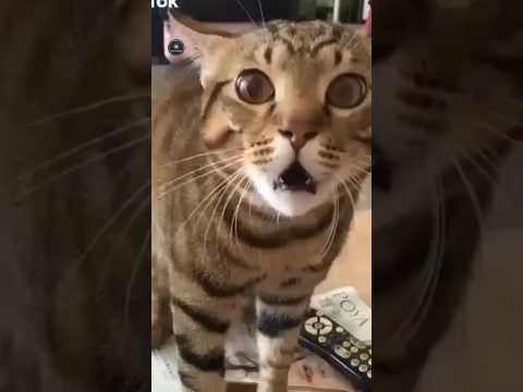 Mind Blowing Facts About Animals 🦕🤯 | Crazy Facts | Amazing Facts in Hindi