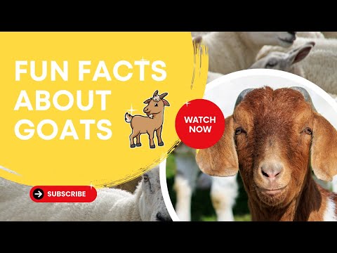 Goats - Fun Facts about Goats - Educational For Kids- Learn All About Goats - Goat Adventures
