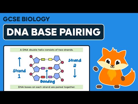 DNA Base Pairing - GCSE Biology