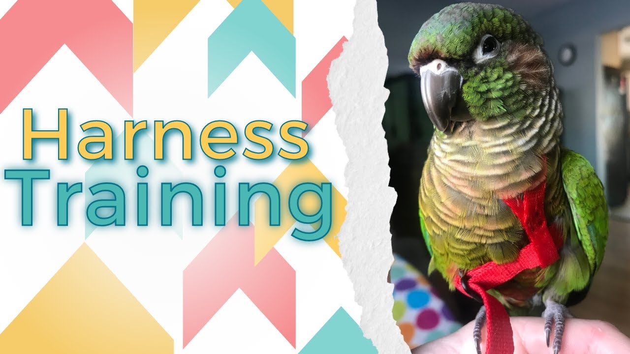 Harness Training | Training Tutorial