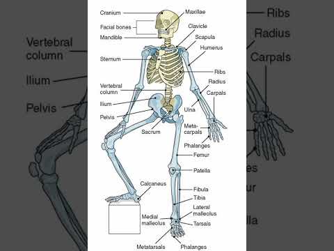 Musculoskeletal system