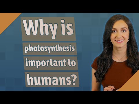 Why is photosynthesis important to humans?