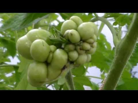 Tomatoes In Self Watering Rain Gutter Grow System!