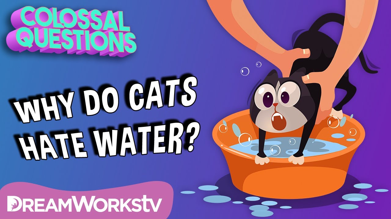 Why Do Cats Hate Water? | COLOSSAL QUESTIONS