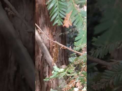 Hiking The Reinhardt Redwood Regional Park, Southeast Corner