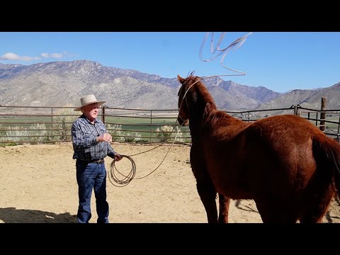 The Horse with No Name Gets One
