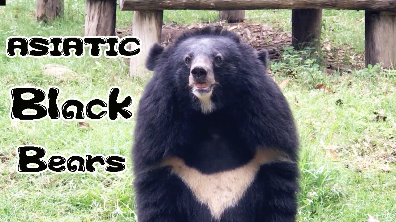 The Asiatic black bear at Phnom Penh Safari 2020, Cambodia