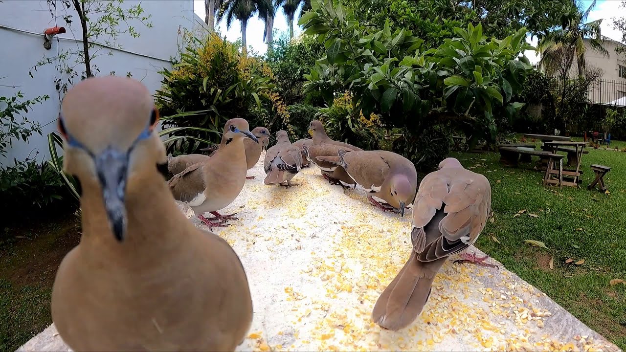 Relaxation for humans, cats & dogs. White-Winged dove in Costa Rica