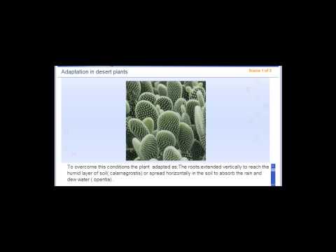 Adaptation in Desert Plants