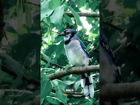 The Blue Jay 💙 10 Most Fearless Birds In The World
