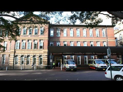 Baboons escape Sydney's RPA Hospital