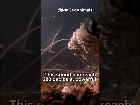 The Pistol Shrimp Facts!🦐