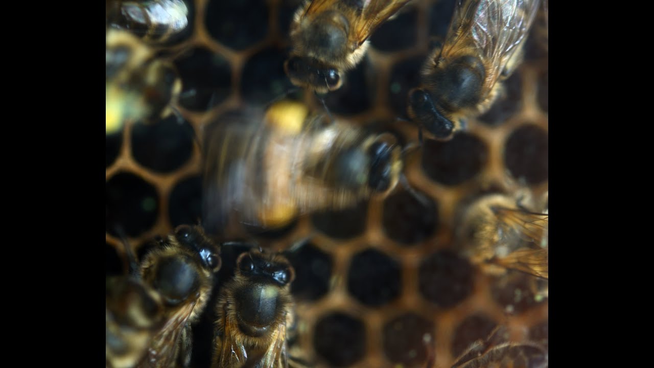 Dancing bees cast their votes on the best land-types and areas for their food collection