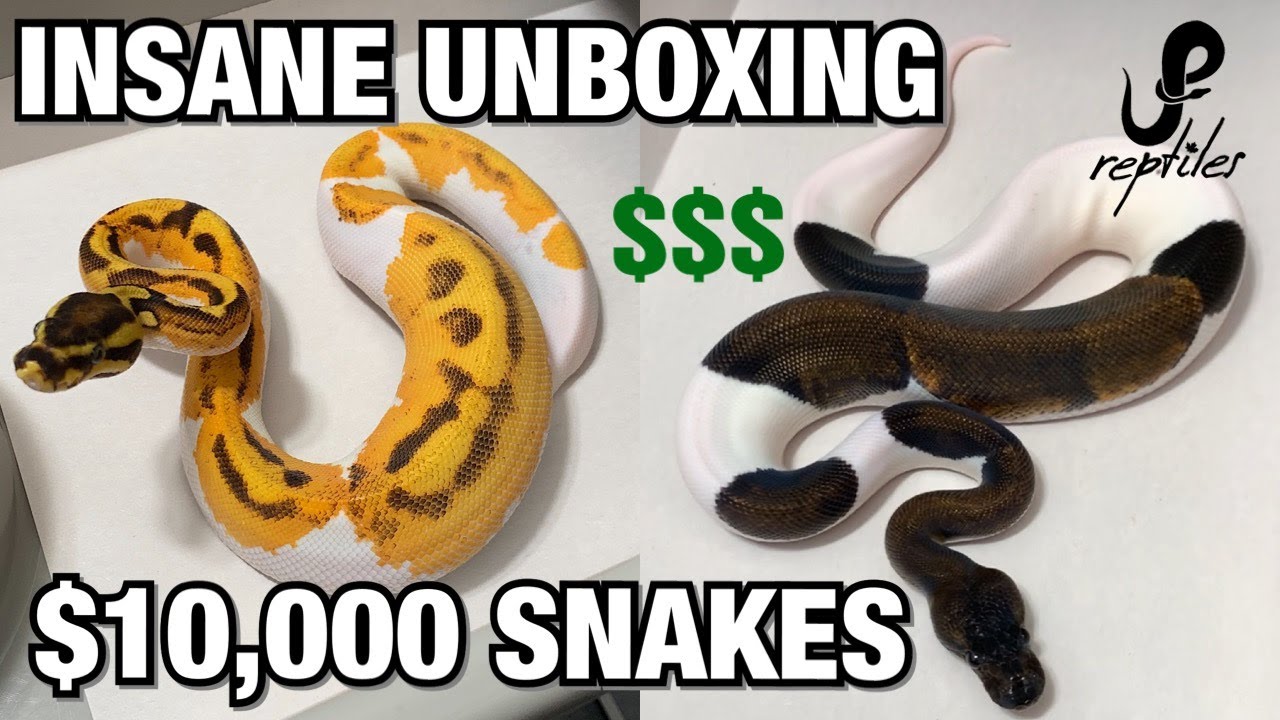 INSANE UNBOXING FROM JKR/OZZY BOIDS $$$ 8 NEW SNAKES | BALL PYTHONS #REPTILES #BALLPYTHON #SNAKES