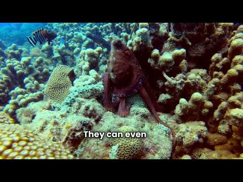 Octopus Masters of Disguise