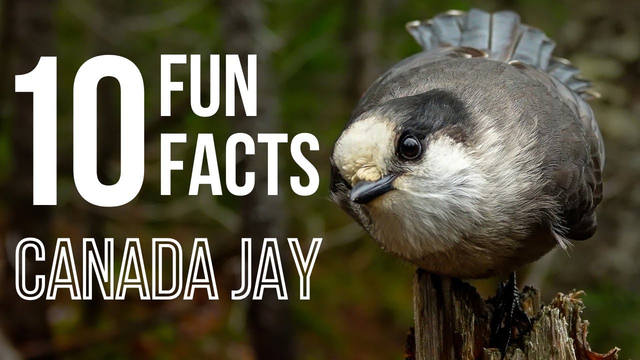 10 Fun Facts About Canada Jays AKA Gray Jays