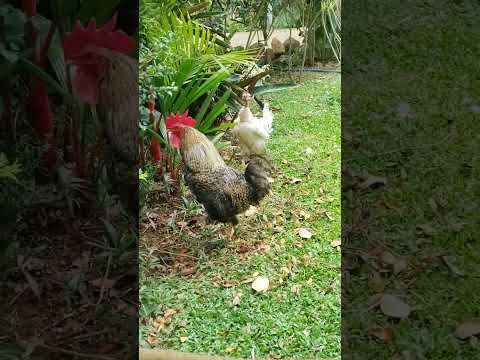 Rooster 🐓 and Chicken 🐔 at GlenMyu Estate Hotel, Beragala, Sri Lanka 🇱🇰 #chicken #animals #pets