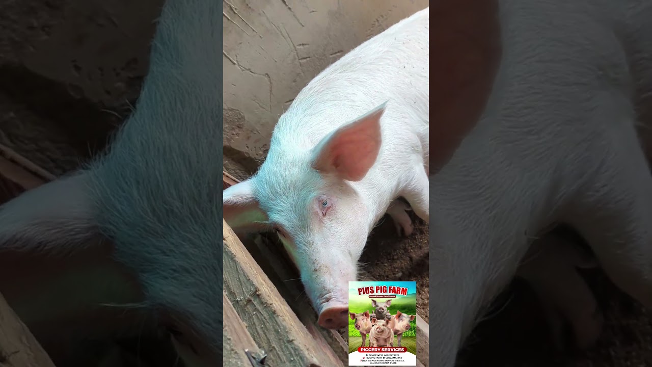 10 weeks old gestation in progress. #pig #animals #pigbreeding #pigfarming