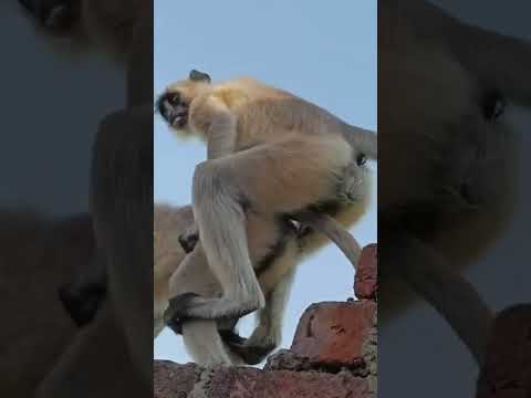 Animal Sex Reaction #shorts #viral