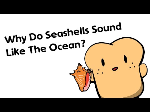 Why Do Seashells Sound Like The Ocean?