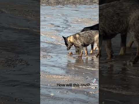 #cattledog #crab #australiancattledog #dogshorts #travel