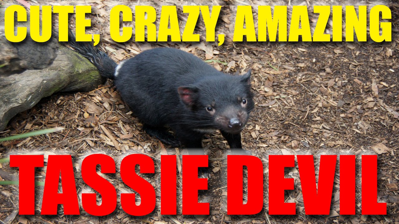 Tasmanian Devil / Tassie Devil - Amazing Footage and Images of the Tasmanian Devil.