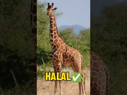 Haram And Halal Animals To Eat. subscribe for part 2. #islam
