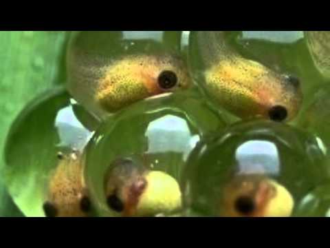 Life cycle of a frog (BBC) | Have Fun With Science