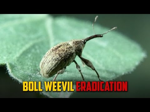 Boll Weevil Eradication