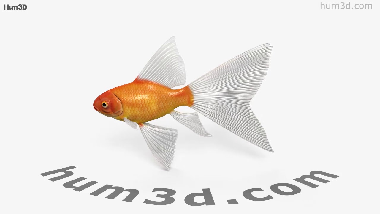 Fantail Goldfish 3D model by 3DModels.org