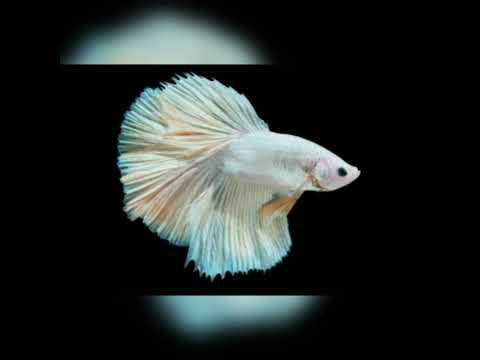 WHAT IS RARE COLOUR BETTA FISH ??? #short #rare #colour #bettafish #aquarium #exotic #fish