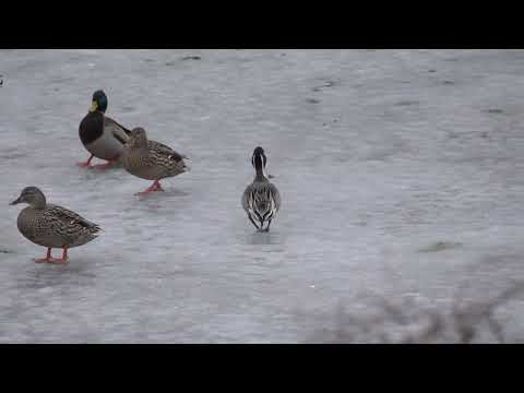 Pintail on ice, Mallards calling, Baltimore Co., MD January 19, 2025