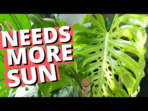 4 signs your Monstera needs MORE sun