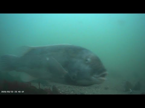 NYC-Underwater cam by the Marine Parkway-Gil Hodges Memorial Bridge 6/21/2025