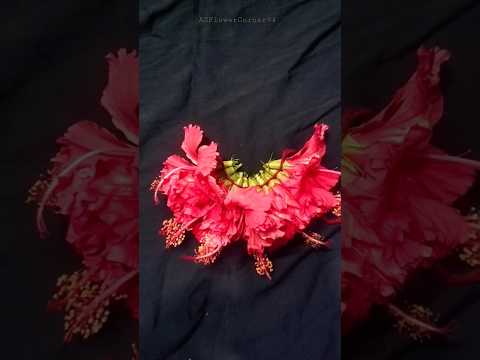 how to string sembaruthi flower/hibiscus flower/#shorts #poojai #god #hibiscus #sembaruthi