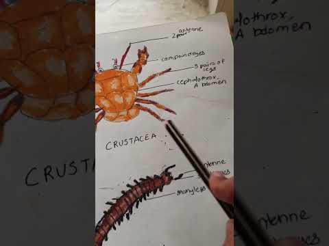 what are the characteristics of crustacea?