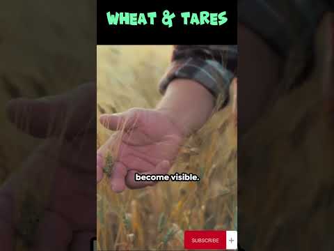 The Wheat & Tares | Jesus' Parable