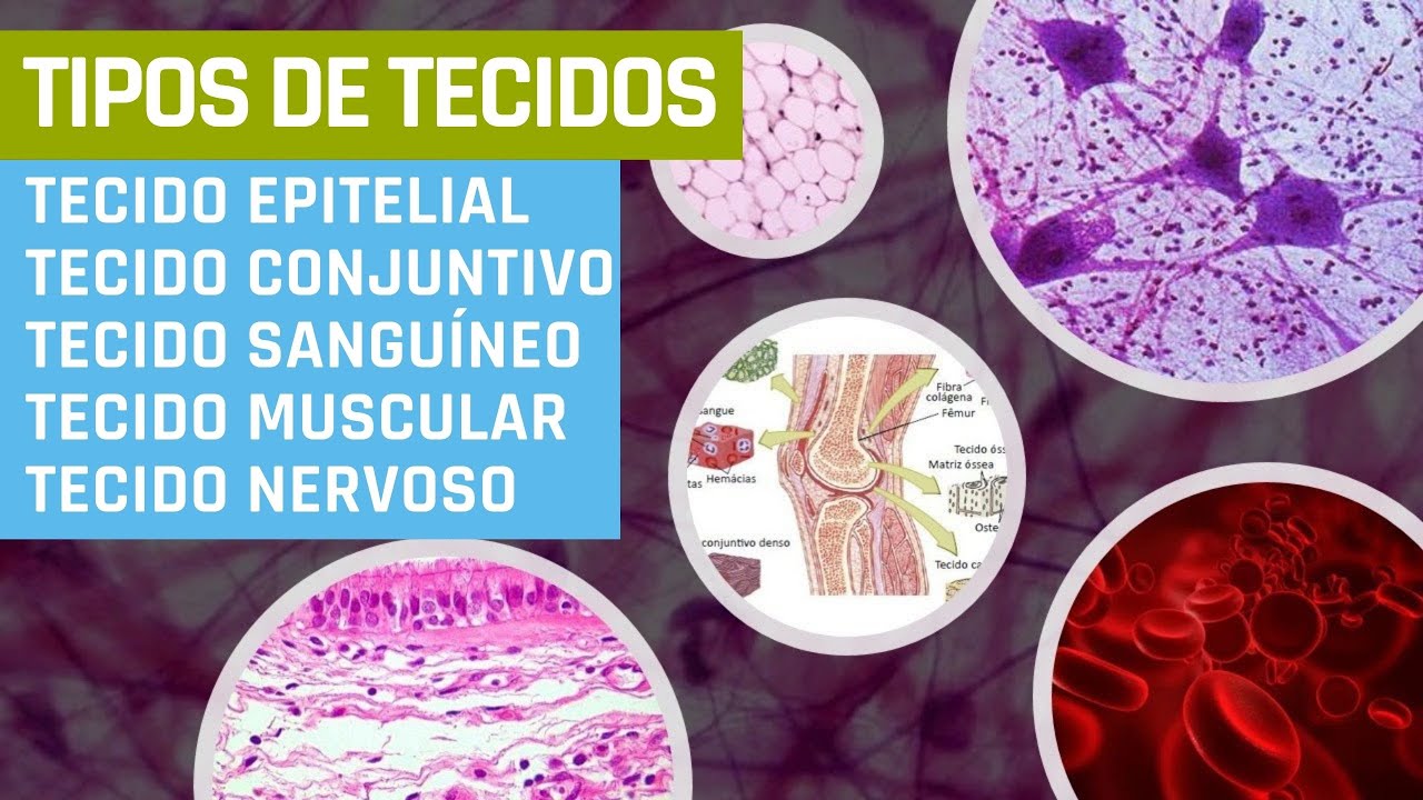 Tipos de tecidos