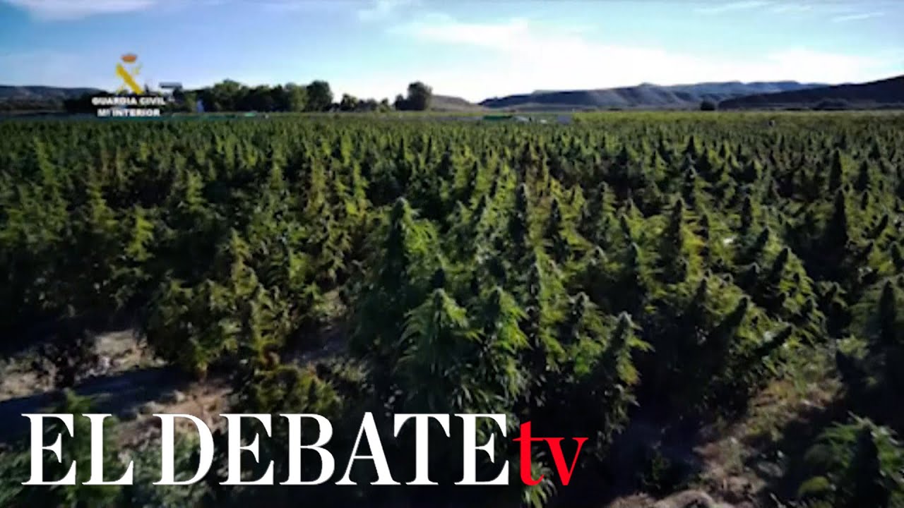 Así es la mayor plantación de marihuana de Europa que ha desmantelado la Guardia Civil en Toledo