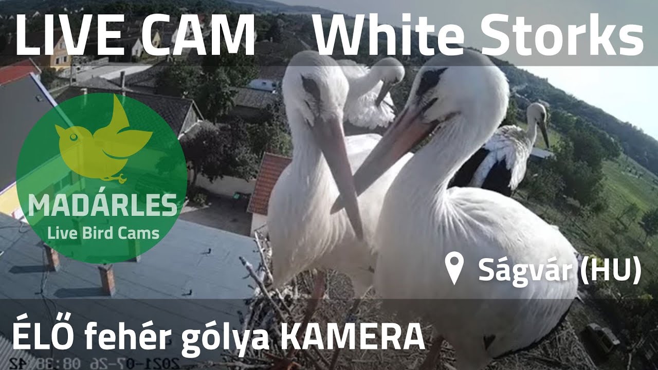 White Stork Nest Above the Village - Live Webcam | GeoWebcams