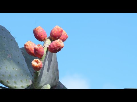 Malti-Kulturali: Flora u Fawna - Il-Bajtar tax-Xewk (The Prickly Pear)