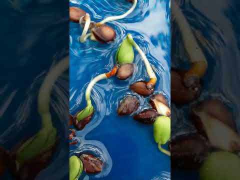 Growing APPLE TREES from SEEDS - APPLE Seeds GERMINATION #shorts