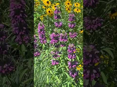 What Are Examples of Native Plants? #shorts #nativeplants #gardening