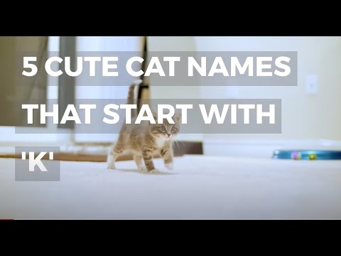5 CUTE CAT NAMES THAT START WITH K