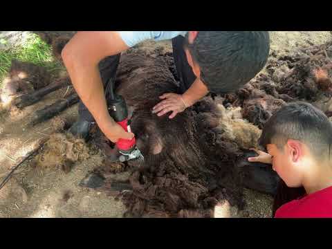 Sheep farm#sheep shearing #sheep trimmer#sheep cutting machine
